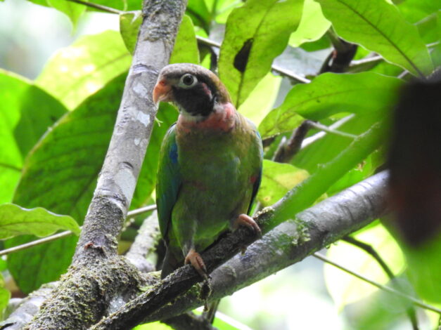 Return to Panama - Plan For Action